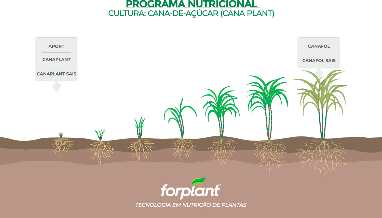 Tratamento Nutricional para Cana de Açúcar Forplant
